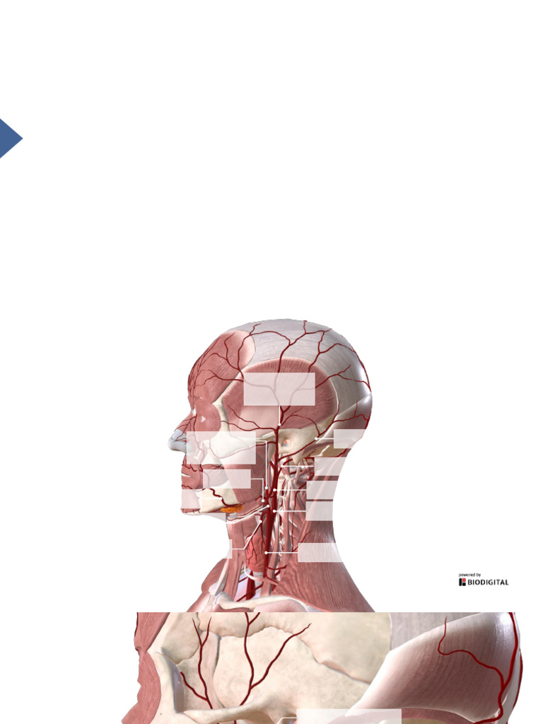 Slides Vasculature of The Head Neck Nursing | PDF