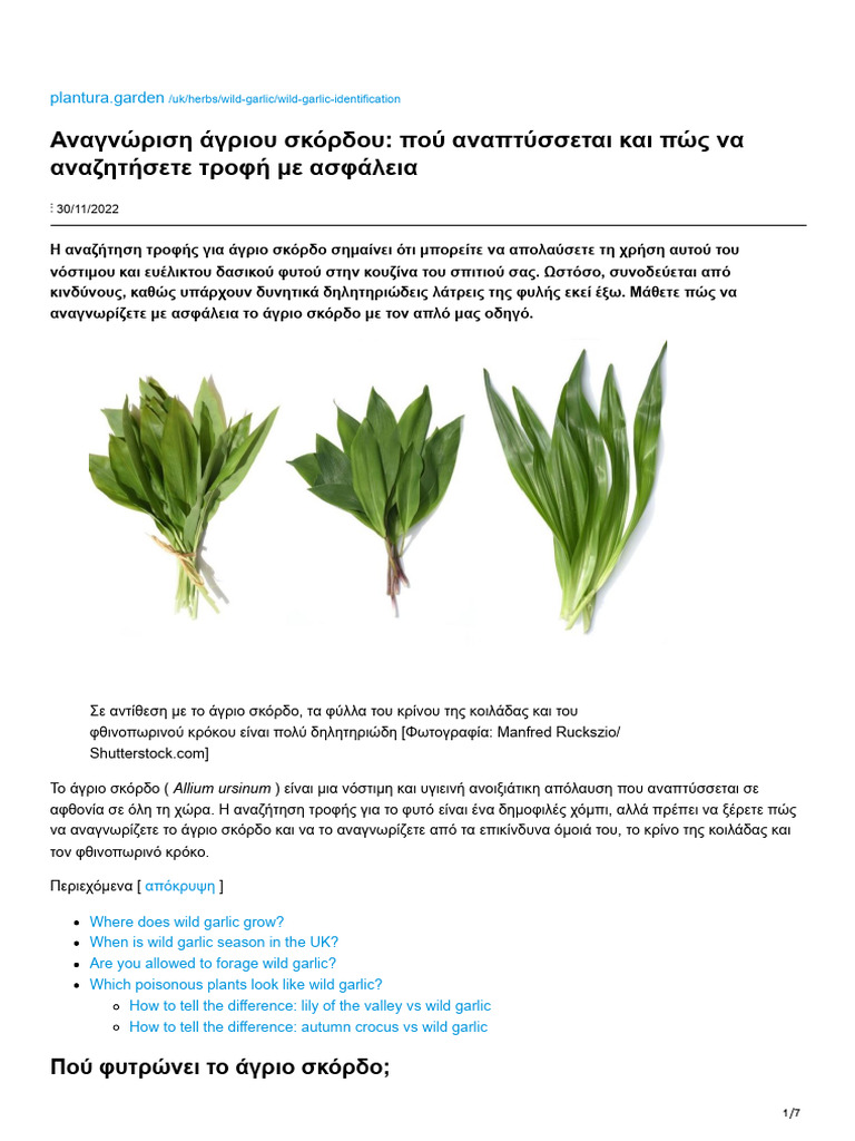 Allium ursinum - Αναγνώριση άγριου σκόρδου πού αναπτύσσεται και πώς να ...