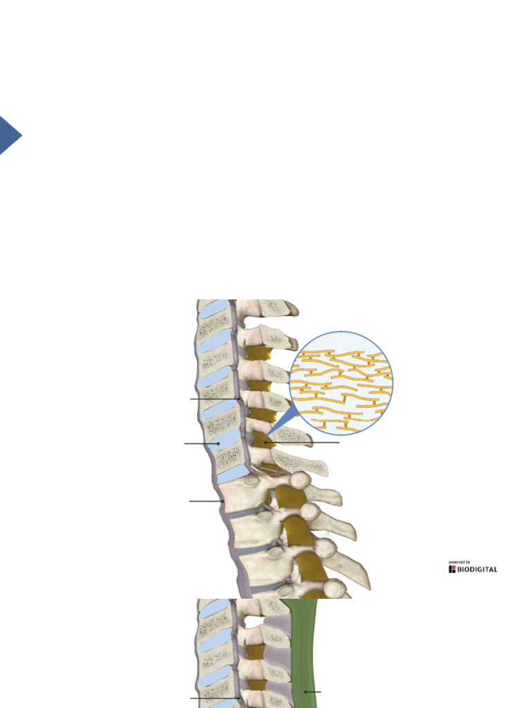 Slides_Structure-of-Ligaments-and-Intervertebral-Discs | PDF ...