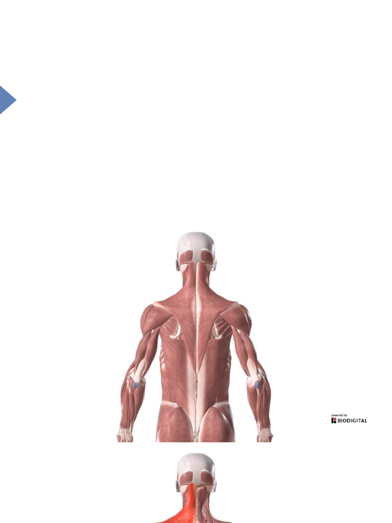 Middle Back Muscle Anatomy Overview | PDF | Vertebra | Vertebral Column