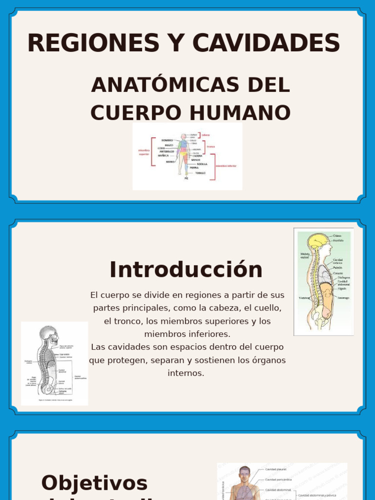 Regiones y Cavidades Anatomicas Grupo 1 | PDF | Abdomen | Anatomía