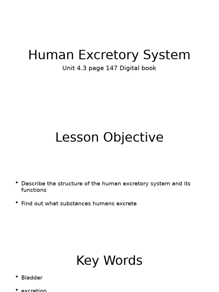 Human Excretory System Overview | PDF | Kidney | Human Body
