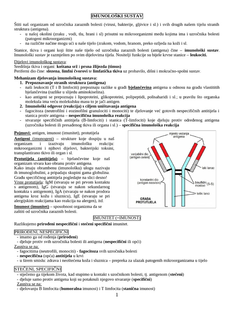 SKRIPTA-Imunološki Sustav | PDF