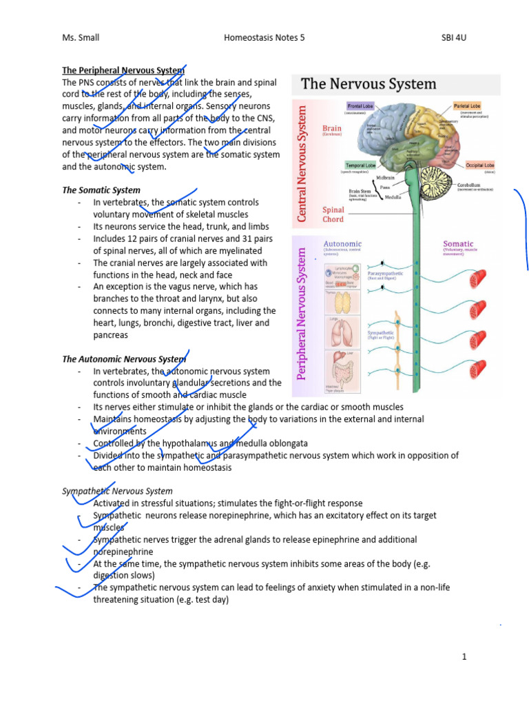 Homeostasis Notes 5 PNS | PDF | Autonomic Nervous System | Nervous System