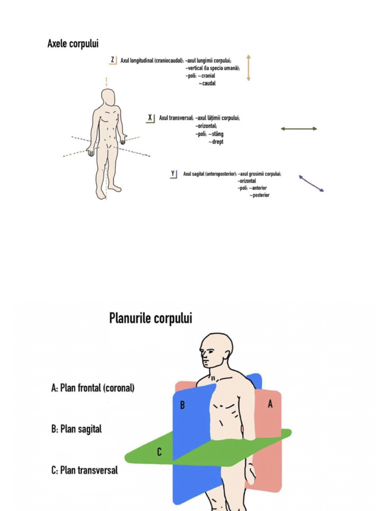 AMG Lp1 + 2 Anatomie | PDF