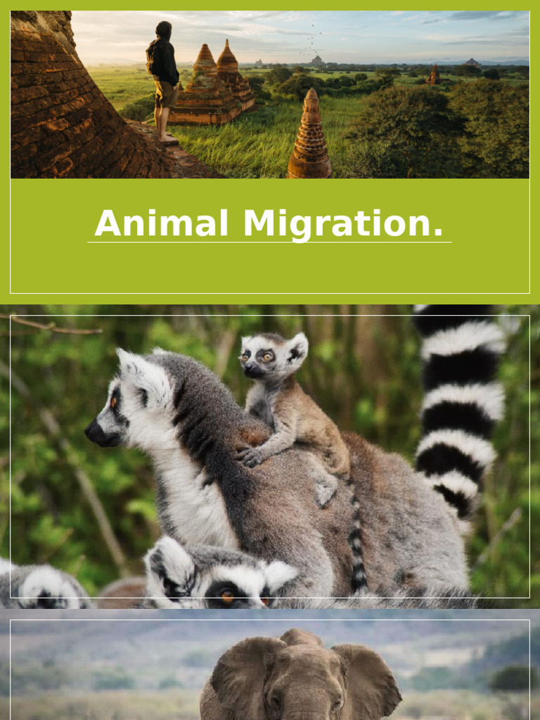 Understanding Animal Migration Patterns | PDF