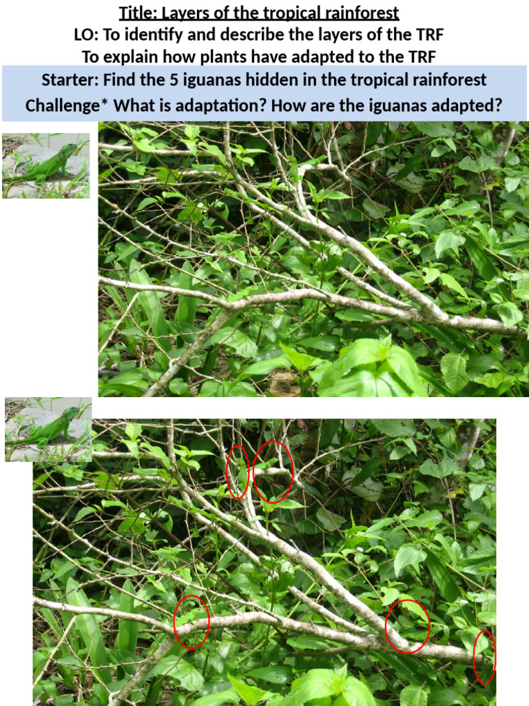 Characteristics of the tropical rainforest (1) | PDF | Rainforest ...