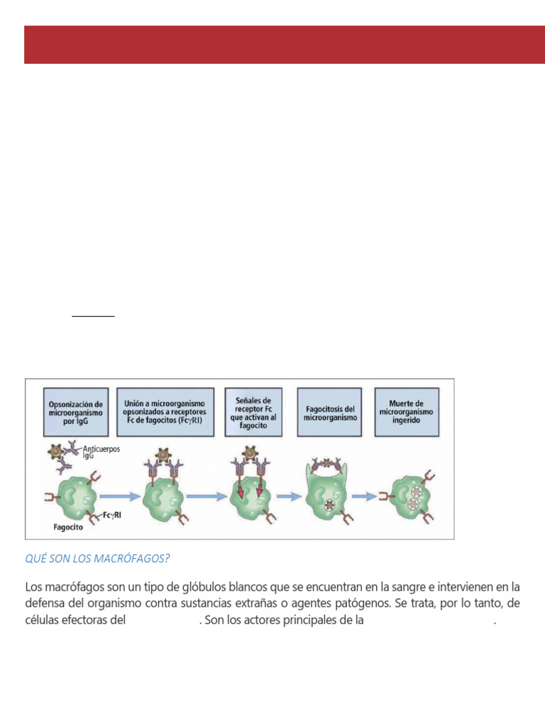 Monocitos y Macrófagos | PDF | Macrófago | Fagocito