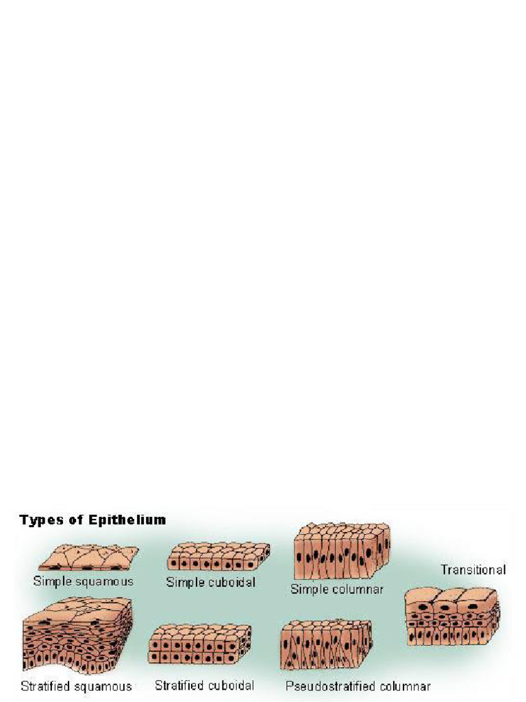 Class of Tissues.ppt | PDF | Bone | Epithelium