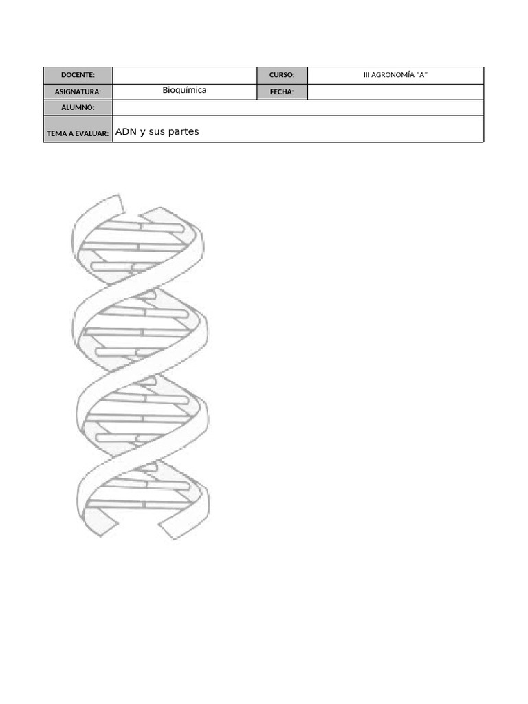 ADN y sus partes | PDF
