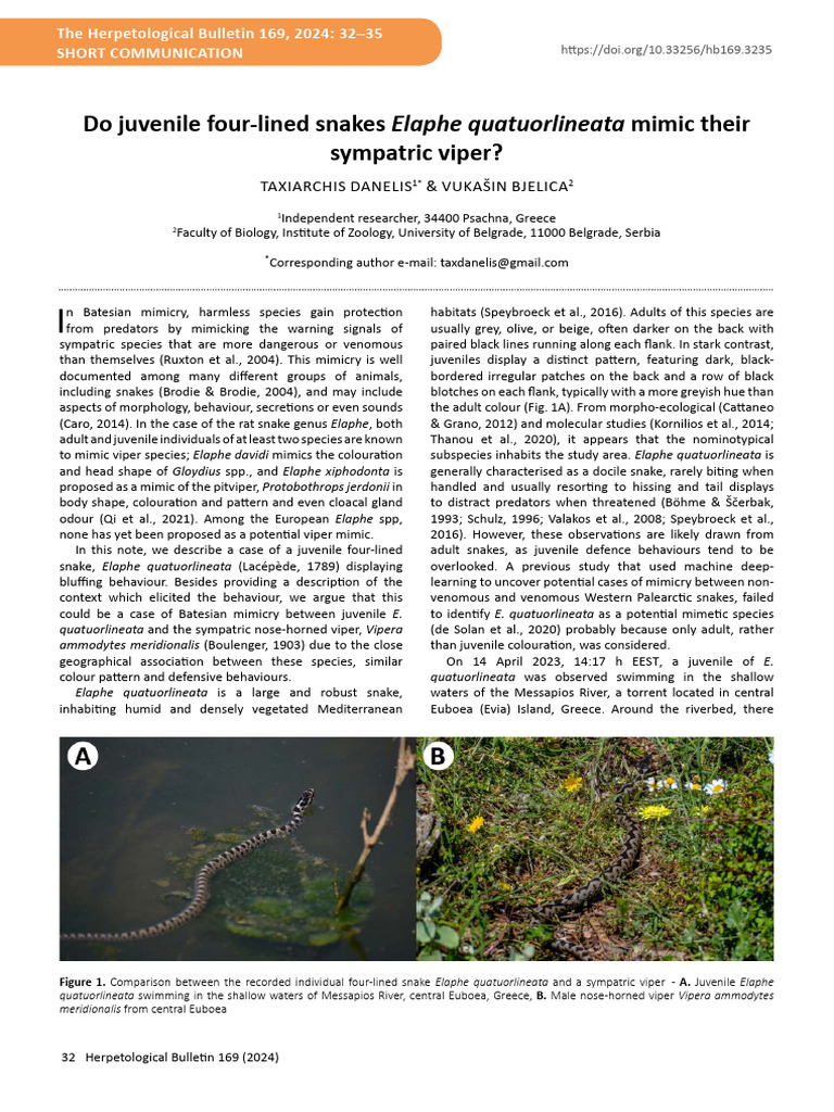Do Juvenile Four-Lined Snakes Elaphe Quatuorlineata Mimic Their ...
