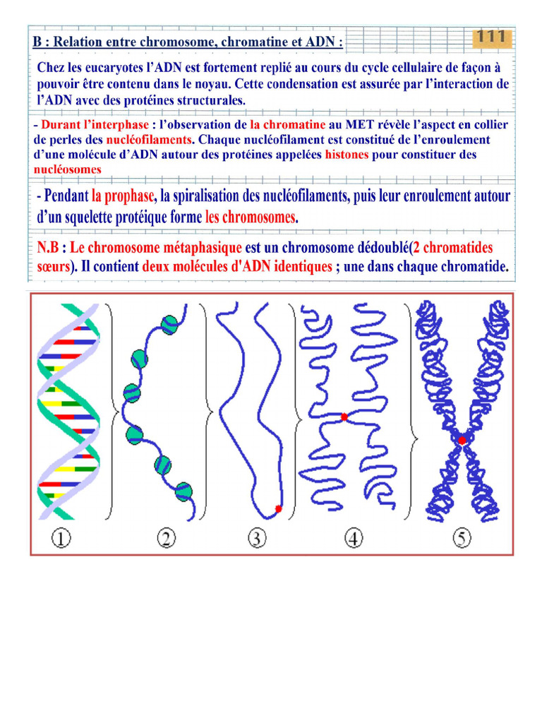 Cours ADN 1 SM 2025 | PDF