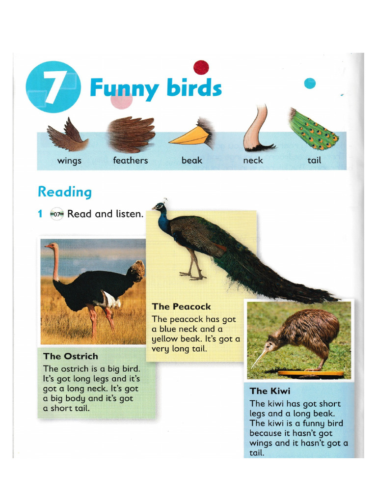 Funny Birds Reading | PDF
