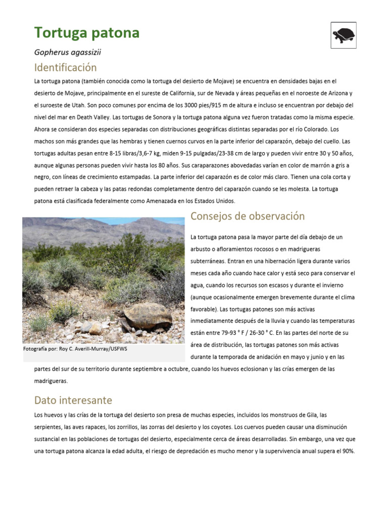 Spanish_Mojave-Desert-Tortoise | PDF | Desierto | Tortuga