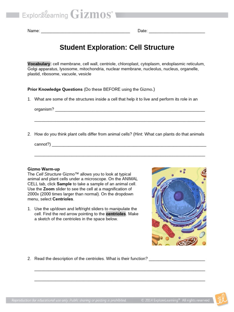 Handout-Cell Structure Gizmo-17 | PDF | Cell (Biology) | Organelle