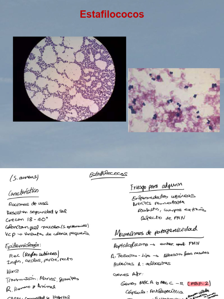 Infecciones y Toxinas de Estafilococos | PDF | Staphylococcus Aureus ...