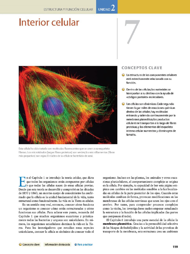 Freeman Capitulo 7 Interior de La Celula | PDF