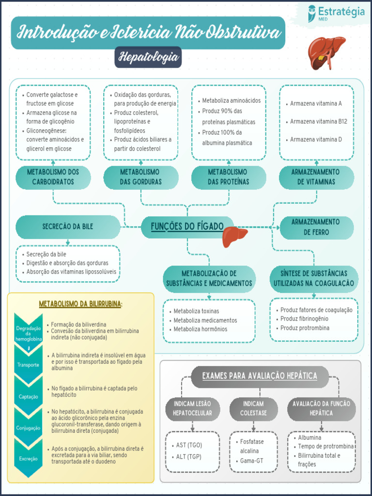 Mapa Mental - Introdução À Hepatologia e Icterícia Não Obstrutiva | PDF ...