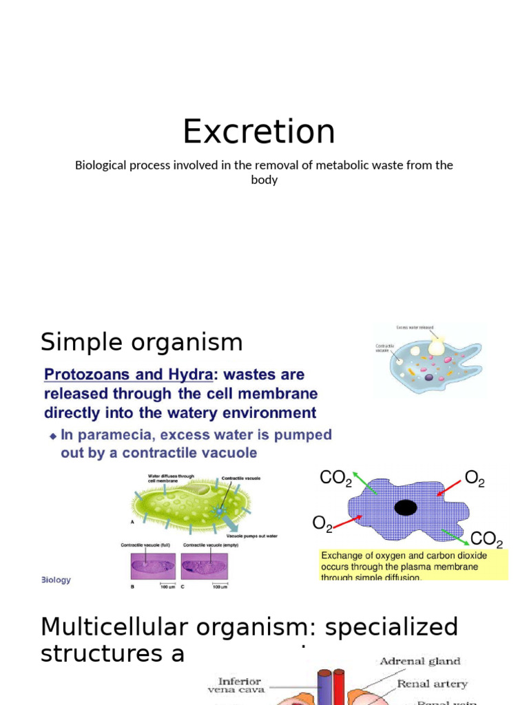 Life Processes Excretion | PDF