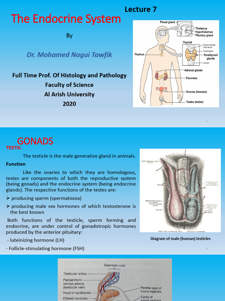 The Endocrine System Lecture 7 | PDF | Polycystic Ovary Syndrome | Ovary