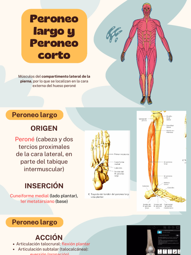 Peroneo largo y Peroneo corto | PDF