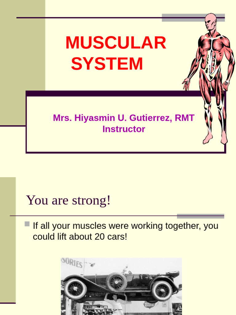 MUSCULAR-SYSTEM | PDF | Muscle Contraction | Skeletal Muscle