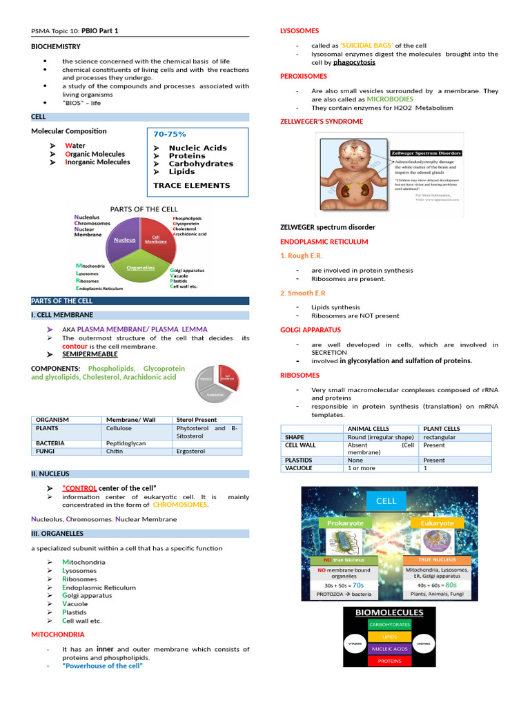 Biochemistry Basics for Students | PDF | Amino Acid | Nucleotides