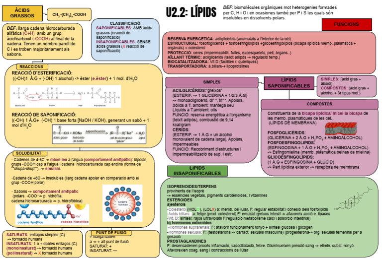 ESQUEMA: LÍPIDS (BIologia 1r BATX) | PDF