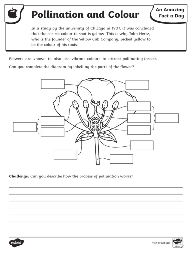Parts of Flower & Pollination Worksheet | PDF