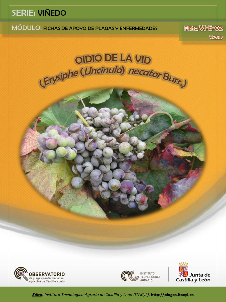 Oídio en Vid: Prevención y Control | PDF | Agricultura | Plaga (organismo)