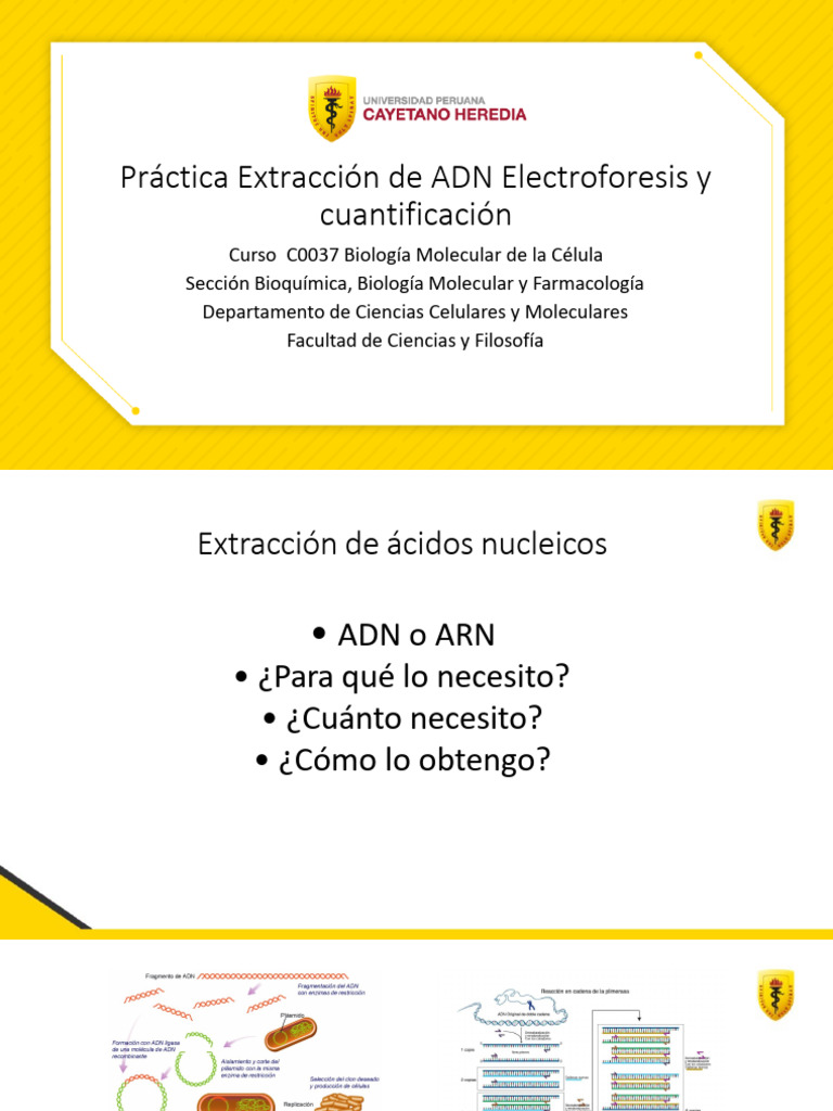 Práctica 1 - Extracción de ADN, Cuantificación y Electrforesis | PDF | Adn | Reacción en cadena ...