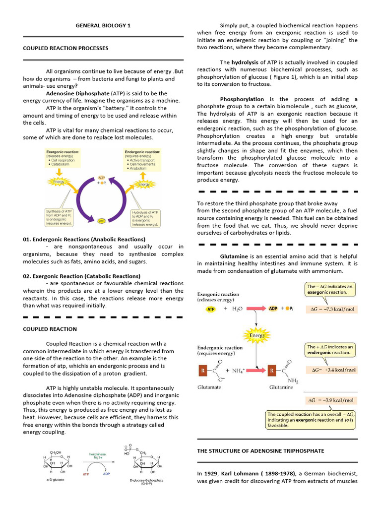 GENBIO 1 Coupled Reaction Processes | PDF | Adenosine Triphosphate | Adenosine Diphosphate