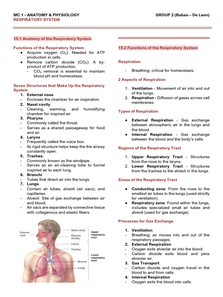 MC1 Respiratory System Group 2 | PDF | Lung | Respiratory Tract
