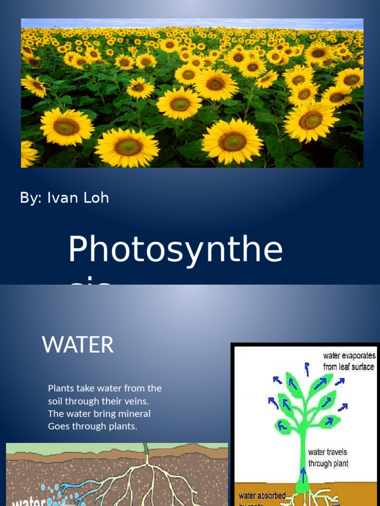 PHOTOSYNTHESIS Ivan Loh 2018 | PDF