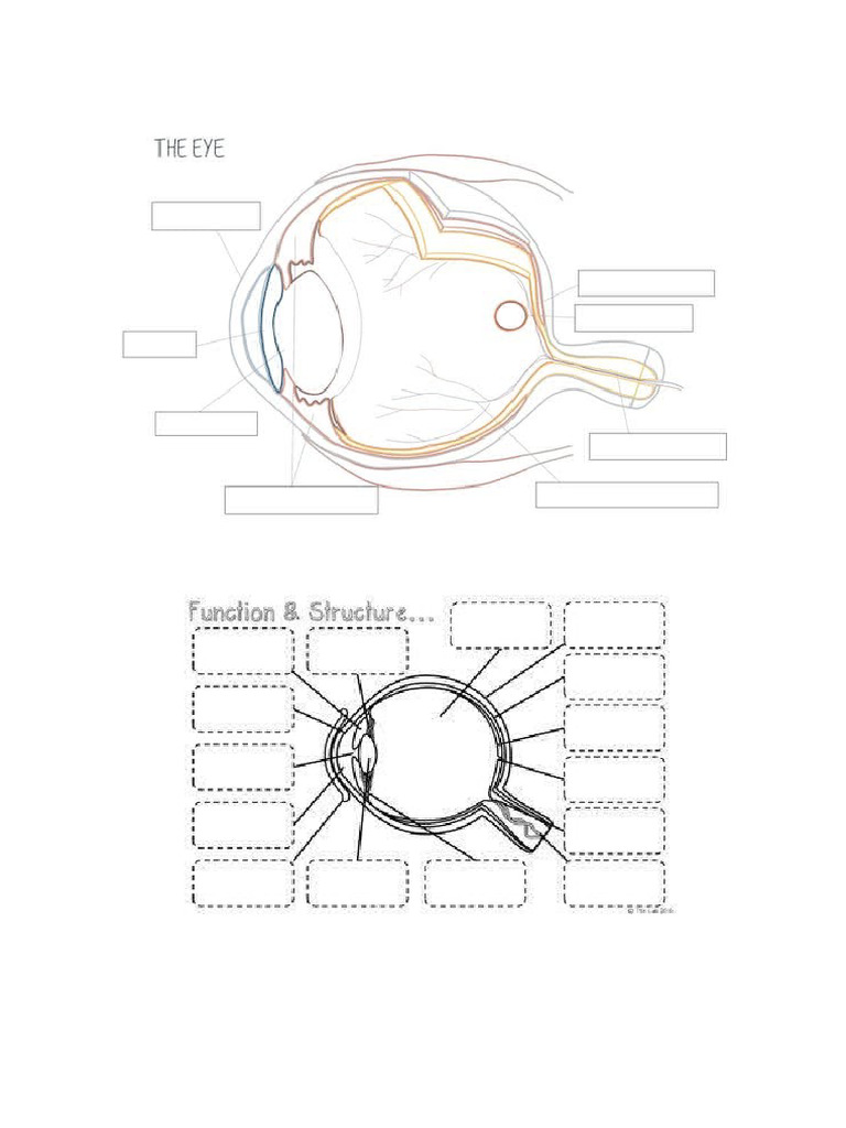 Functions of the Structures of Eye | PDF