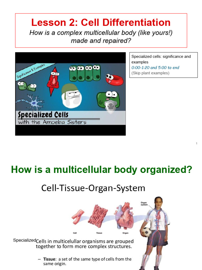 Cell Differentiation (1) | PDF | Proteins | Dna