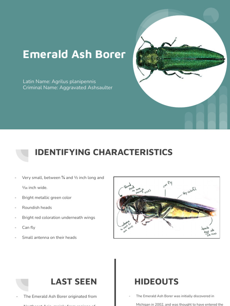 Rohan Yusaf - Project - Invasive Species - WANTED - Poster | PDF