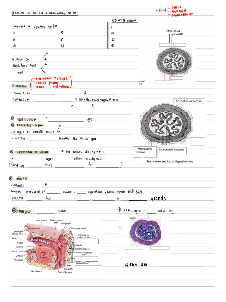 Anatomy of digestive & hepatobiliary system ST LECTURE NOTE | PDF