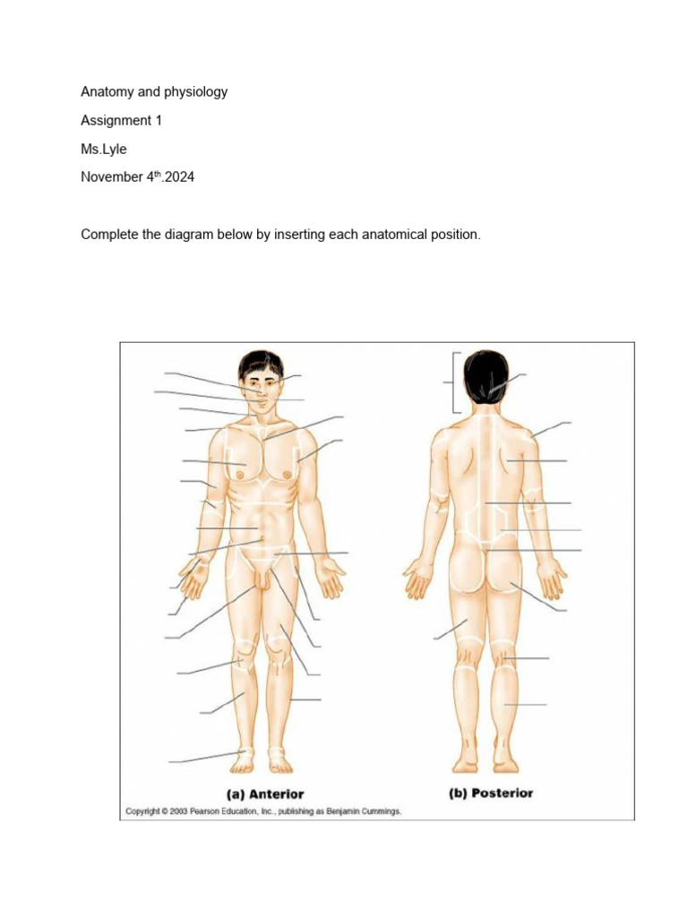 Anatomy Assignment 1 | PDF
