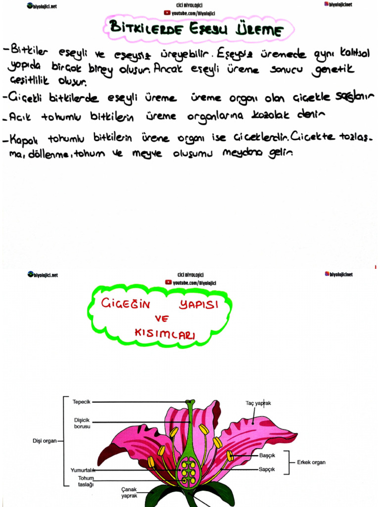 Bitkilerde Üreme | PDF