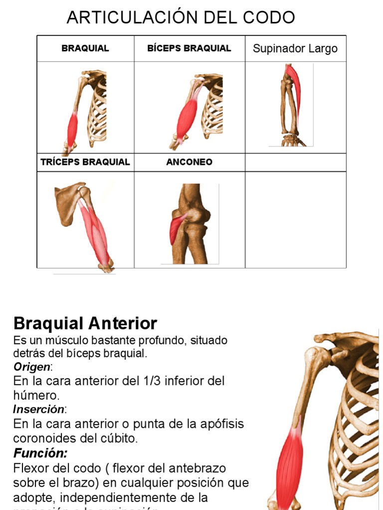 Musculos Del Brazo | PDF | Codo | Ciencia de la danza