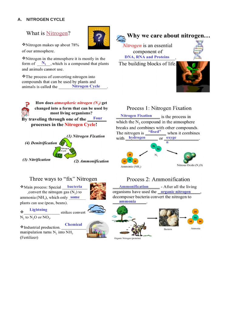 NITROGEN CYCLE | PDF
