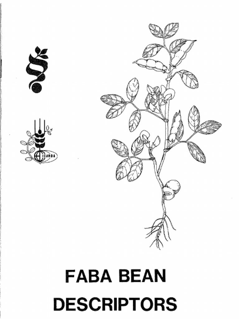 Descriptors Faba Bean | PDF