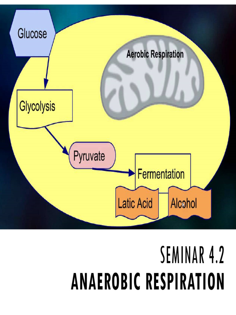 Seminar 4.2 Anaerobic Cellular Respiration | PDF | Cellular Respiration ...