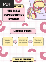 Male Reproductive System Worksheet Support | PDF