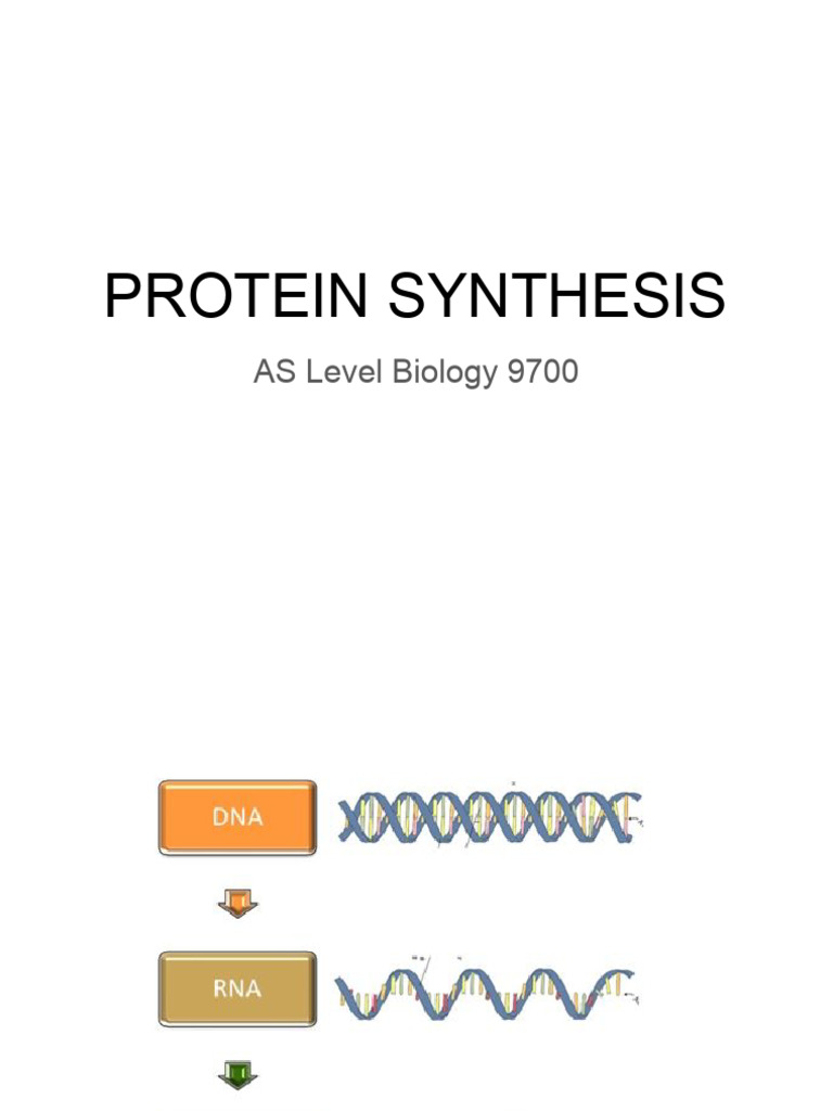Protein Synthesis | PDF | Rna Splicing | Messenger Rna