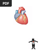 Anatomy Heart Cadaver | PDF | Heart Valve | Coronary Circulation