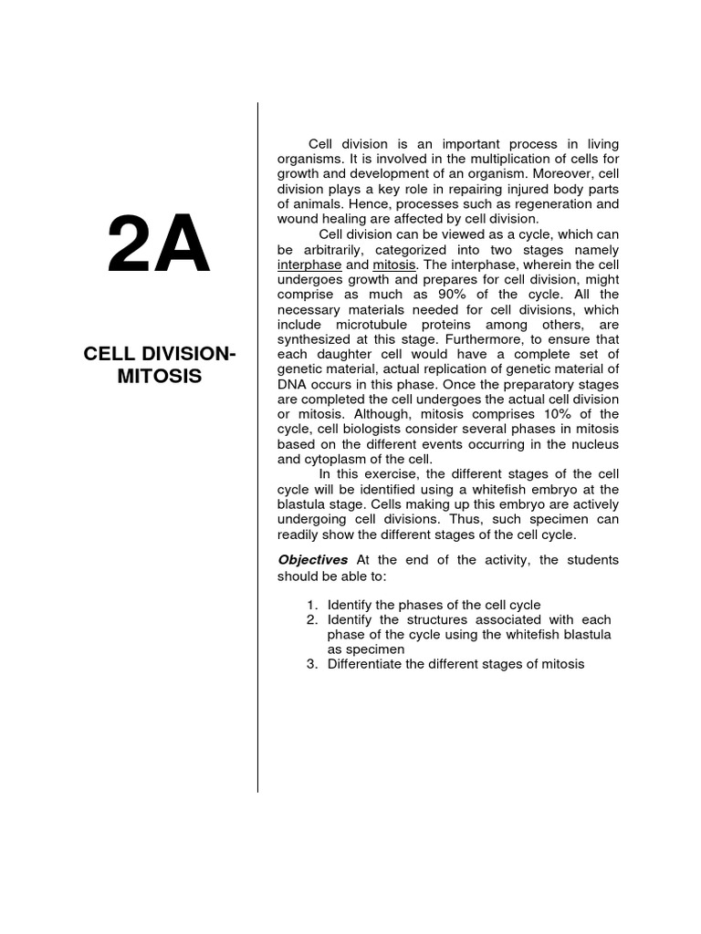 Act02 Mitosis and Animal Development Discussion | PDF | Mitosis | Reproduction
