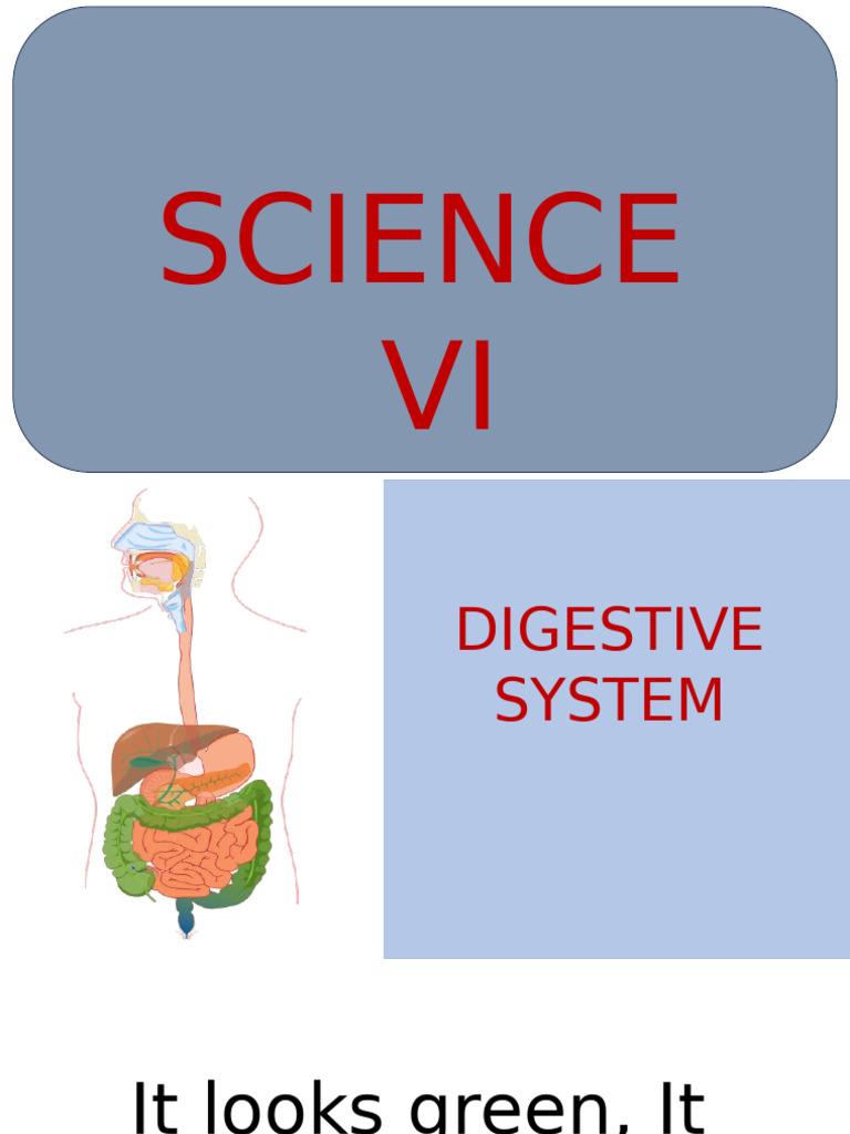 digestive system | PDF