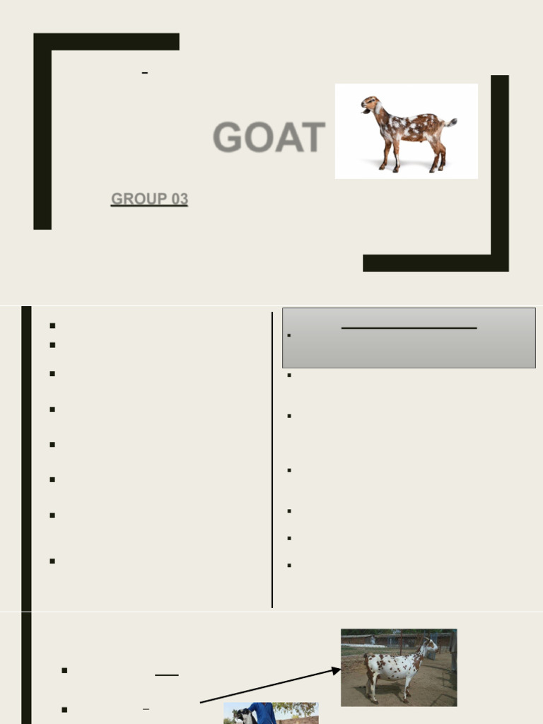 Goat ppt | PDF | Goat